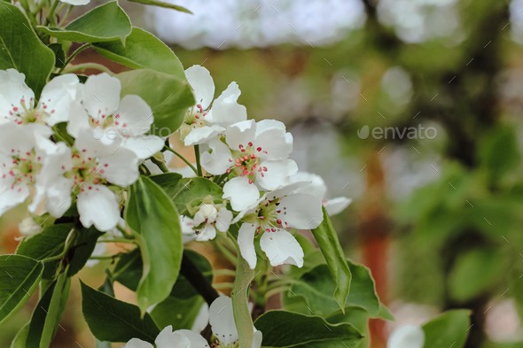 Beautiful pear tree in blossom. White flowers and buds. Spring blooming ...