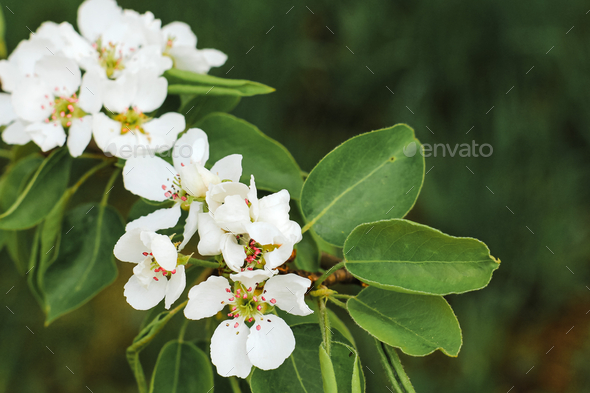 Beautiful pear tree in blossom. White flowers and buds. Spring blooming ...