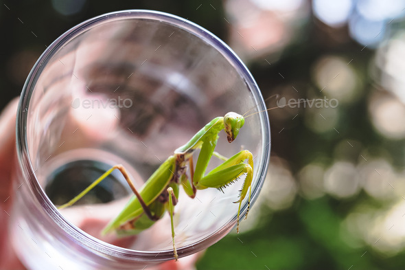 Female European mantis or praying mantis, mantis religiosa. Green ...