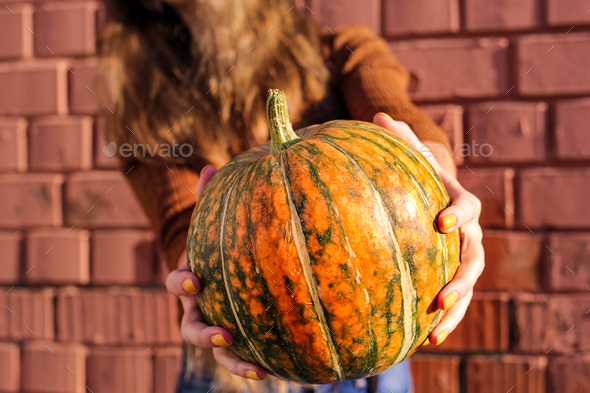 Bright ripe pumpkin in young women's hands. Autumnt, harvest, Halloween ...