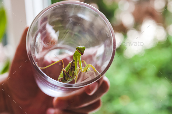 Female European mantis or praying mantis, mantis religiosa. Green ...