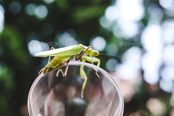 Female European mantis or praying mantis, mantis religiosa. Green ...