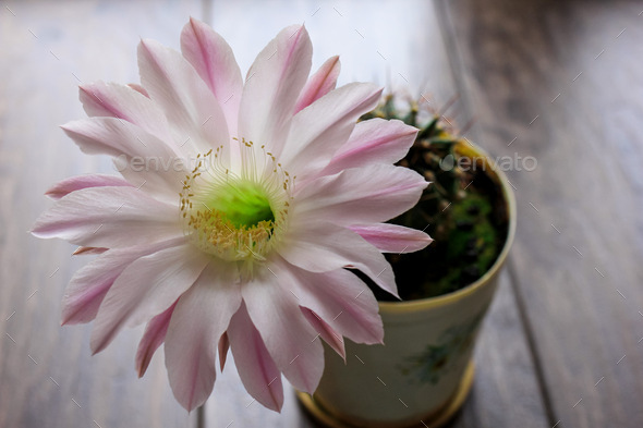 Light pink tender echinopsis spiky cactus flower. Beautiful plant in a ...