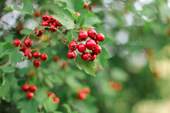 Red fruit of Crataegus monogyna, hawthorn. Natural beautiful background ...