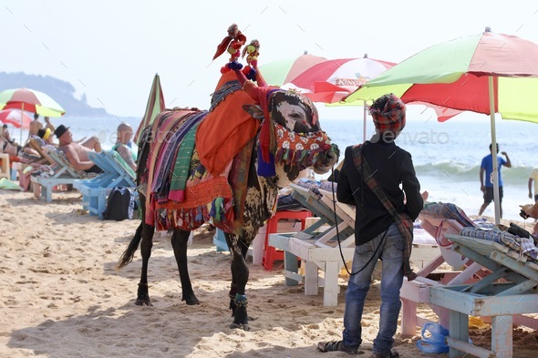 Indian man with holy indian cow decorated with colorful cloth and ...