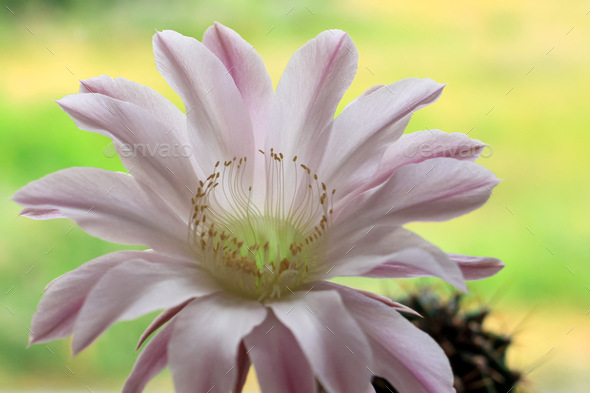 Light pink tender echinopsis spiky cactus flower. Beautiful plant in a ...