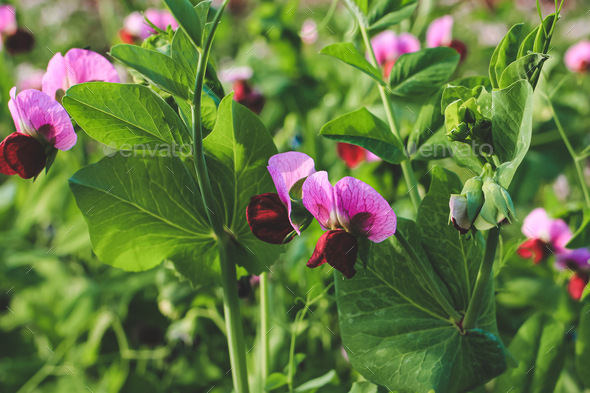 flowering blooming peas bush growing in garden. Harvest, crop. Healthy ...