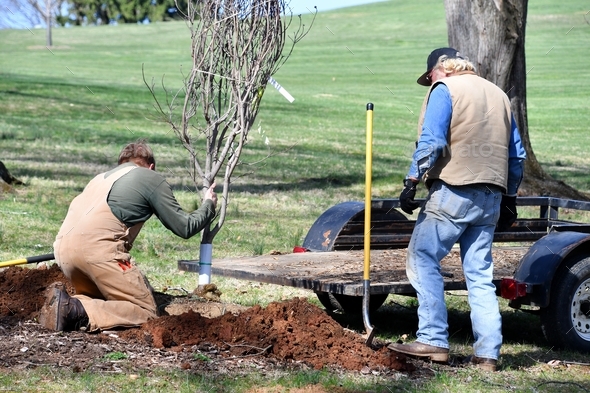 Two men doing landscape work planting a tree at the park - landscaping ...