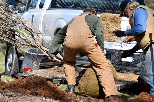 Two men doing landscape work planting a tree at the park - landscaping ...