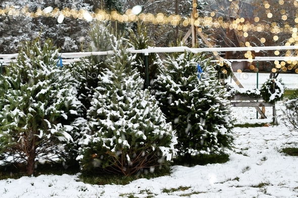 Christmas tree lot with fresh, real Christmas trees for sale in the ...