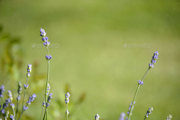 Simple stalks of lavender against a green background Stock Photo by ...