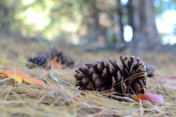 Pine cones laying on pine needles in the woods with fall autumn leaves ...