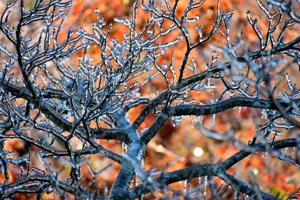 Ice accumulation after sleet freezing rain covers tree branches in an ...