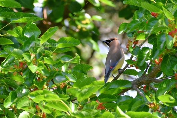 Male Cedar Waxwing bird in a mulberry tree, colorful nature Stock Photo ...