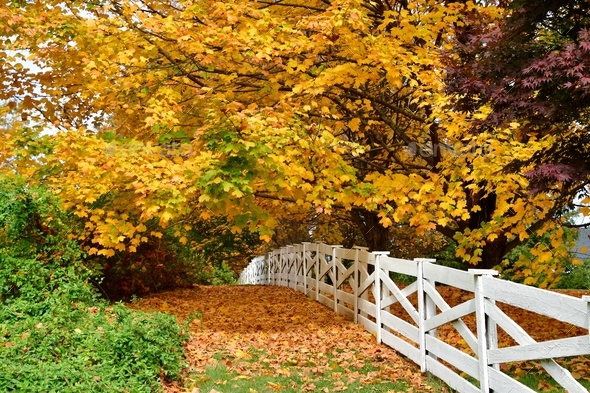 A white board fence under a bright yellow tree with gorgeous fall ...