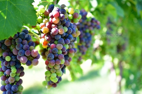 Clusters of luscious Merlot grapes at the point of veraison ripening in ...