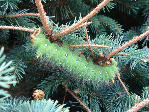 Imperial Moth Eacles imperialis Caterpillar green fuzzy caterpillar ...