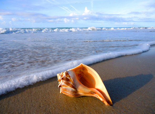Conch shell seashell laying on the beach just beyond the reach of the ...