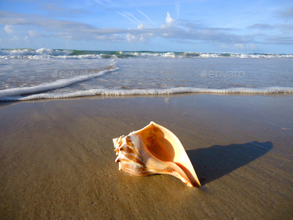Conch shell laying on the beach just beyond the reach of the surf in ...