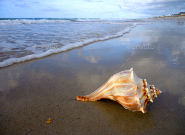 Conch shell laying on the beach just beyond the reach of the surf in ...