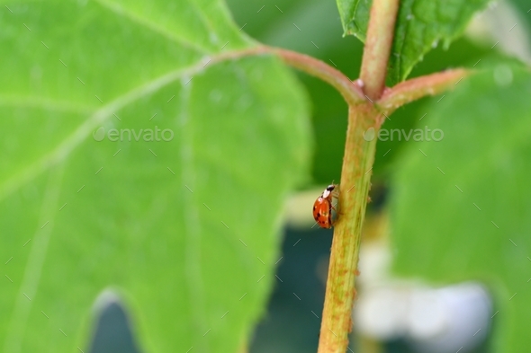 Closeup of a red spotted ladybug insect on the stem of a plant next to ...