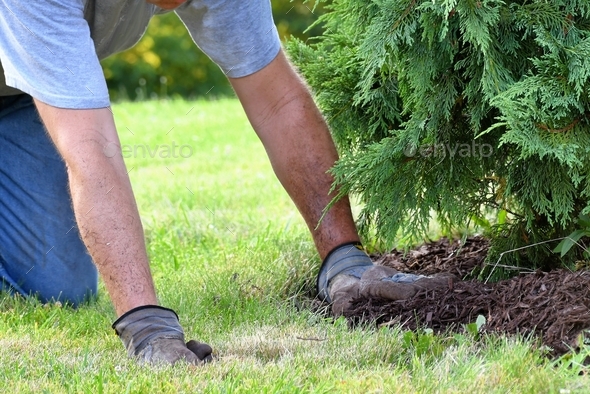 Man doing yard work chores by spreading mulch around landscape bushes ...