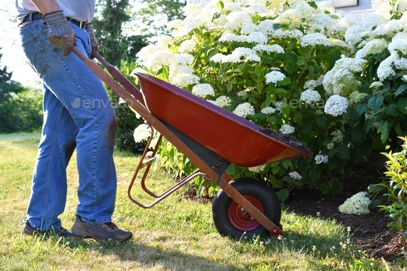 Man doing yard work chores spreading mulch around landscape bushes from ...