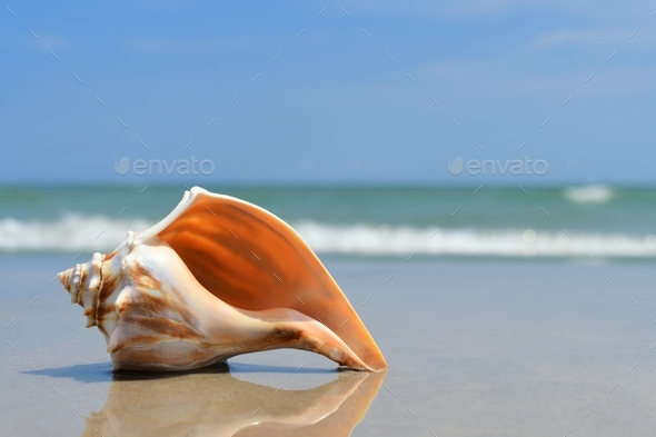Seashell laying on the beach at the ocean Stock Photo by MargJohnsonVA