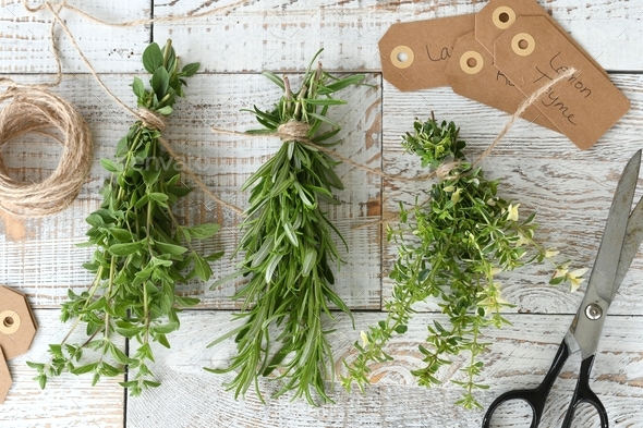 Tying fresh green herbs into bundles with name tags to sell or give as ...