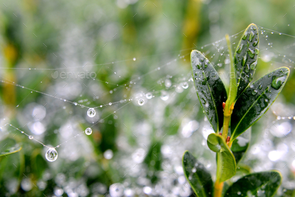 A glistening spiderweb covered in dewdrops raindrops on a bush. Stock ...