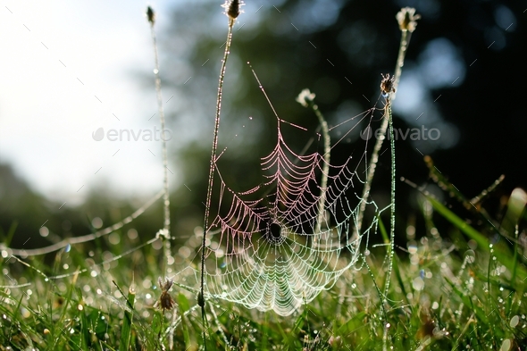 Glistening spiderweb in grass covered in dewdrops early morning sun ...