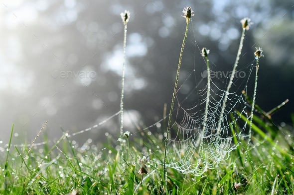 A glistening spiderweb in grass covered in dewdrops with fog in early ...