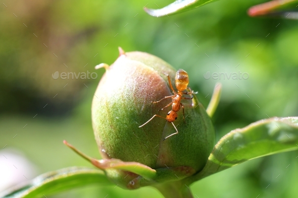 Red ant removing wax coating from a peony bud. Helping the peonies ...