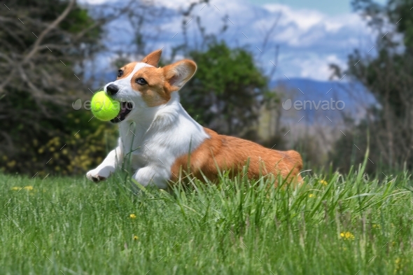 Pembroke Welsh Corgi dog running with a tennis ball in its mouth ...