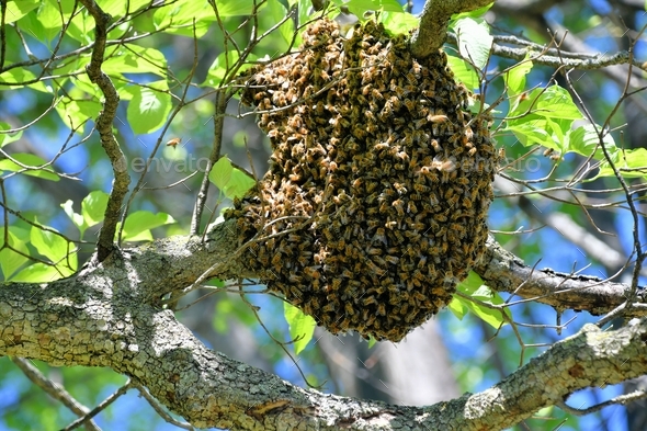 Honey Bee Hive in a tree with honeybees swarming all over it Stock ...