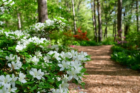 A woodland pathway leading through colorful azaleas mountain laurel ...