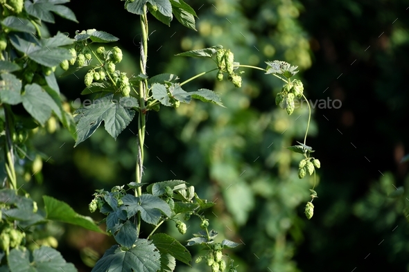 Beer hops growing on vines at a brewery. Hops are the flowers Stock ...