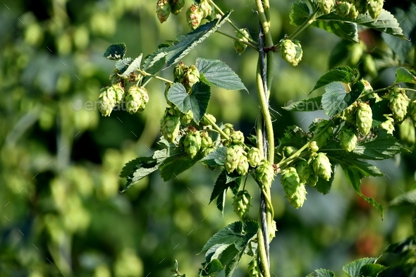 Beer hops growing on vines at brewery. flowers (seed cones or strobiles ...