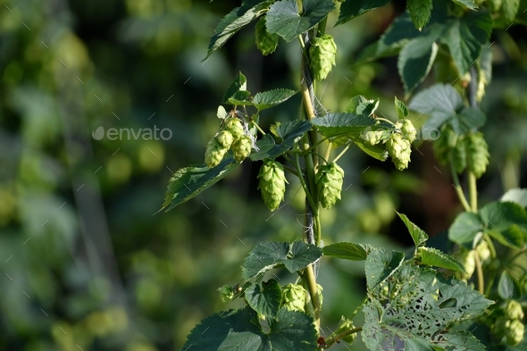 Beer hops growing on vines at brewery. flowers (seed cones or strobiles ...