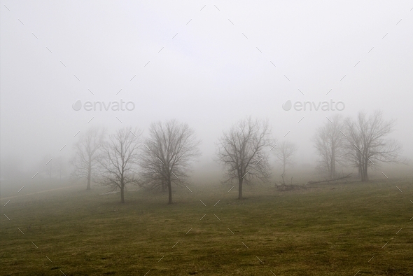 Foggy trees - stark, barren trees in a field in the early morning heavy ...