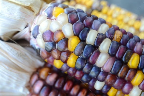 Rich colorful Indian Corn cobs in purples and yellow - natural earth ...
