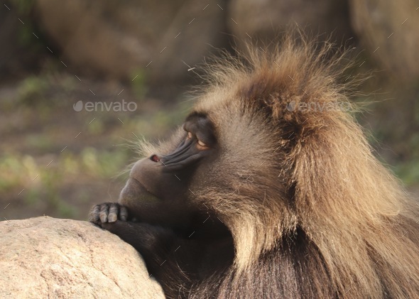 Thinking monkey Stock Photo by merelllllll | PhotoDune