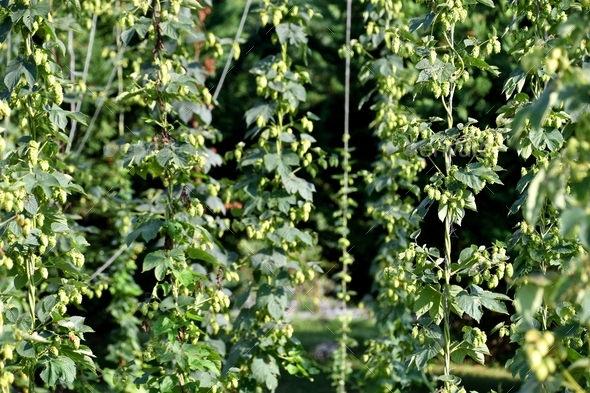 Beer hops growing on vines at a brewery. Stock Photo by MargJohnsonVA