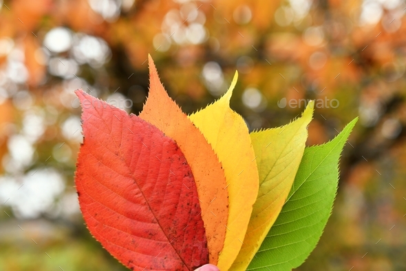 Gradient leaves in red orange yellow & green fall foliage autumn ...