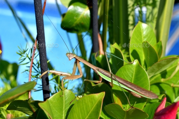 Praying mantis on a green plant in the backyard garden waiting to catch ...