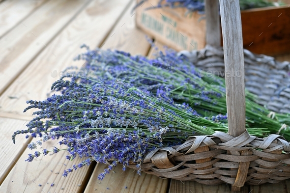 Bundles of purple lavender in a basket at a lavender farm Stock Photo ...