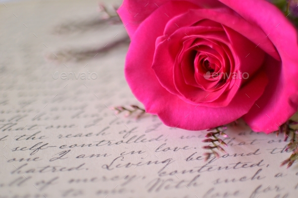 Romantic handwritten love letter with a pink rose laid on it. "I am in ...