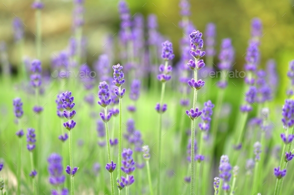 Lavender blooming in a field during golden hour. lavender stems, stalks ...