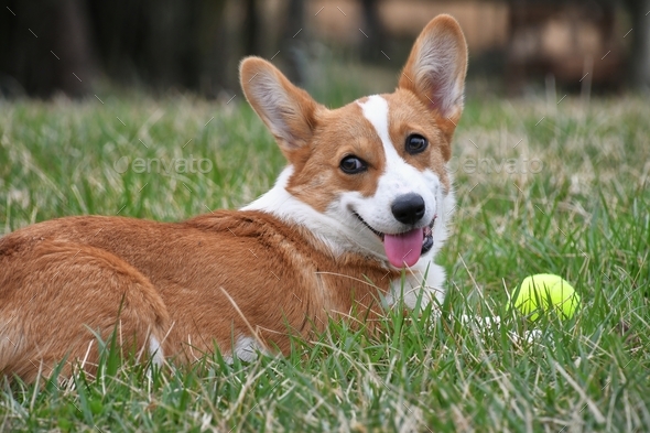 Corgi dog breed playing with a tennis ball outside while smiling with ...