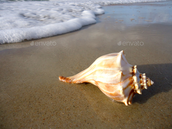 Conch shell laying on the beach just beyond the reach of the surf in ...